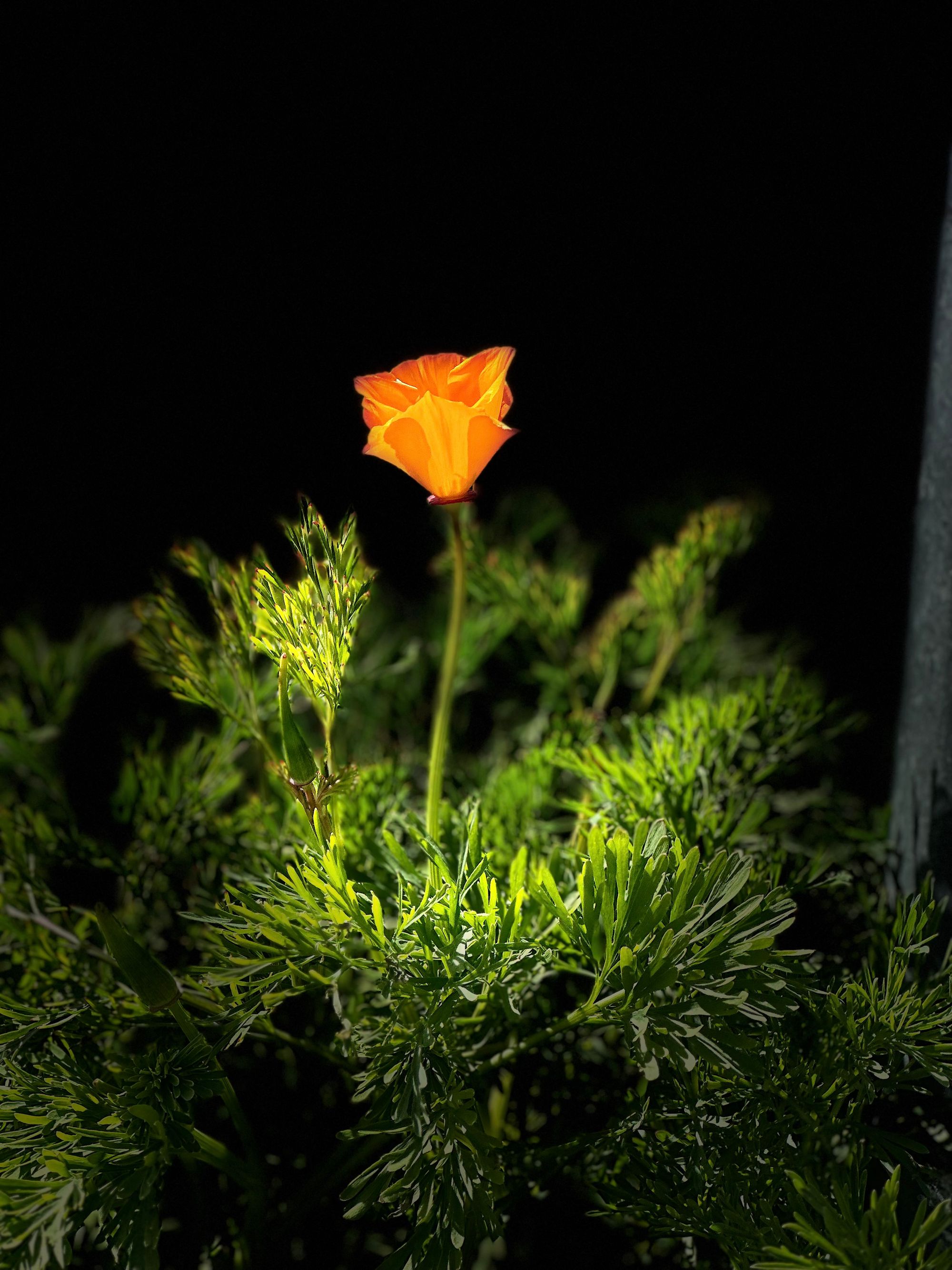 Ask Amy & the Tall Poppy Syndrome