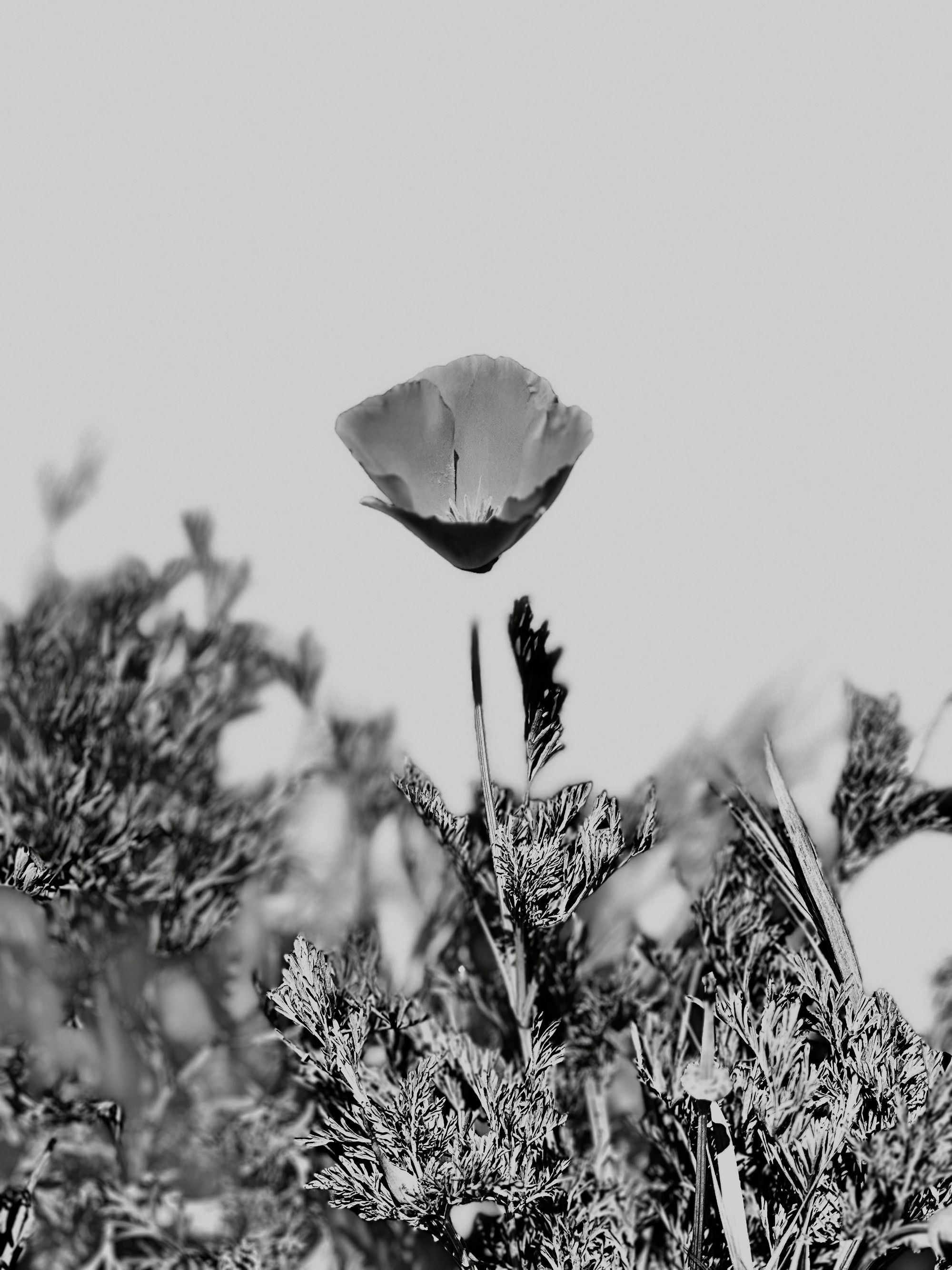 Paint My Mind Podcast from Sweden - Tall Poppy Syndrome