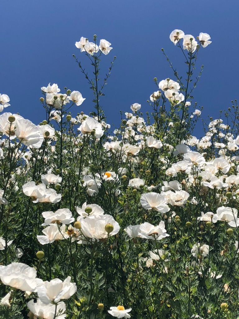 Jordan Peterson, Professional Licensing Agencies, & the Tall Poppy ...