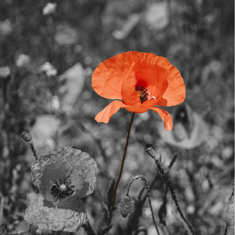 Anatomy of the TALL POPPY SYNDROME