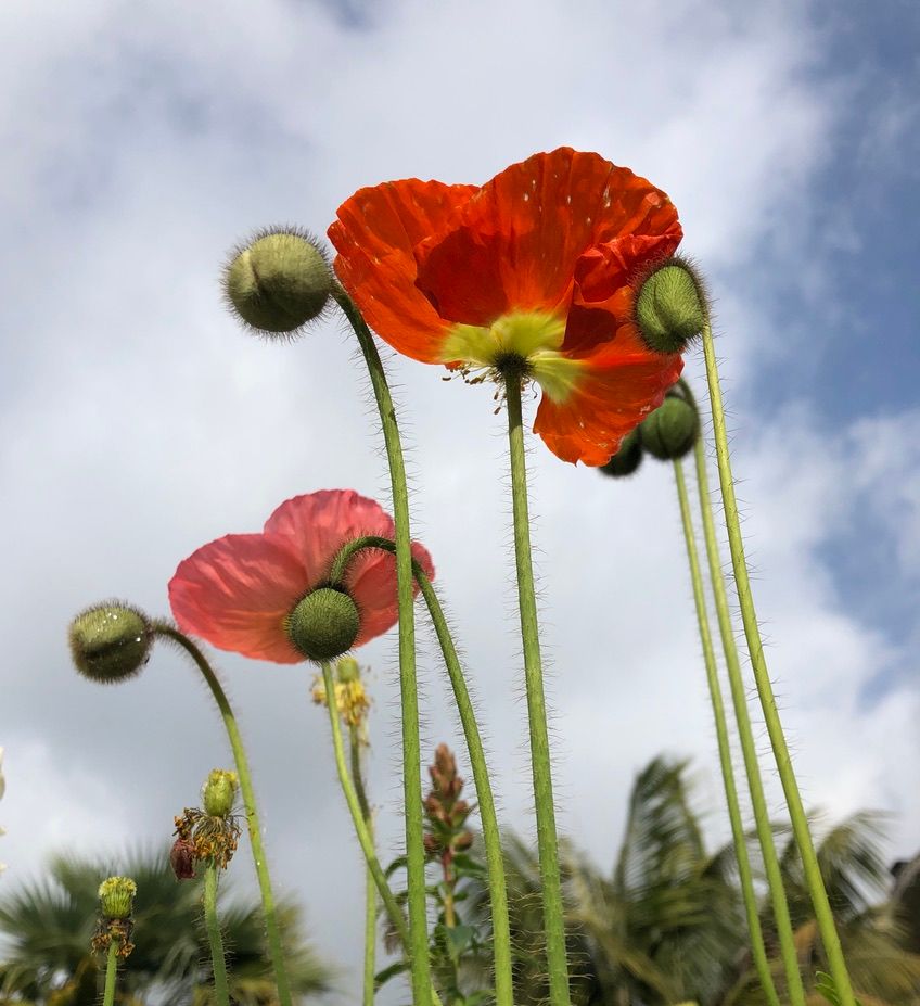 James Bennet, The New York Times editorial-page chief, Becomes a Victim ...