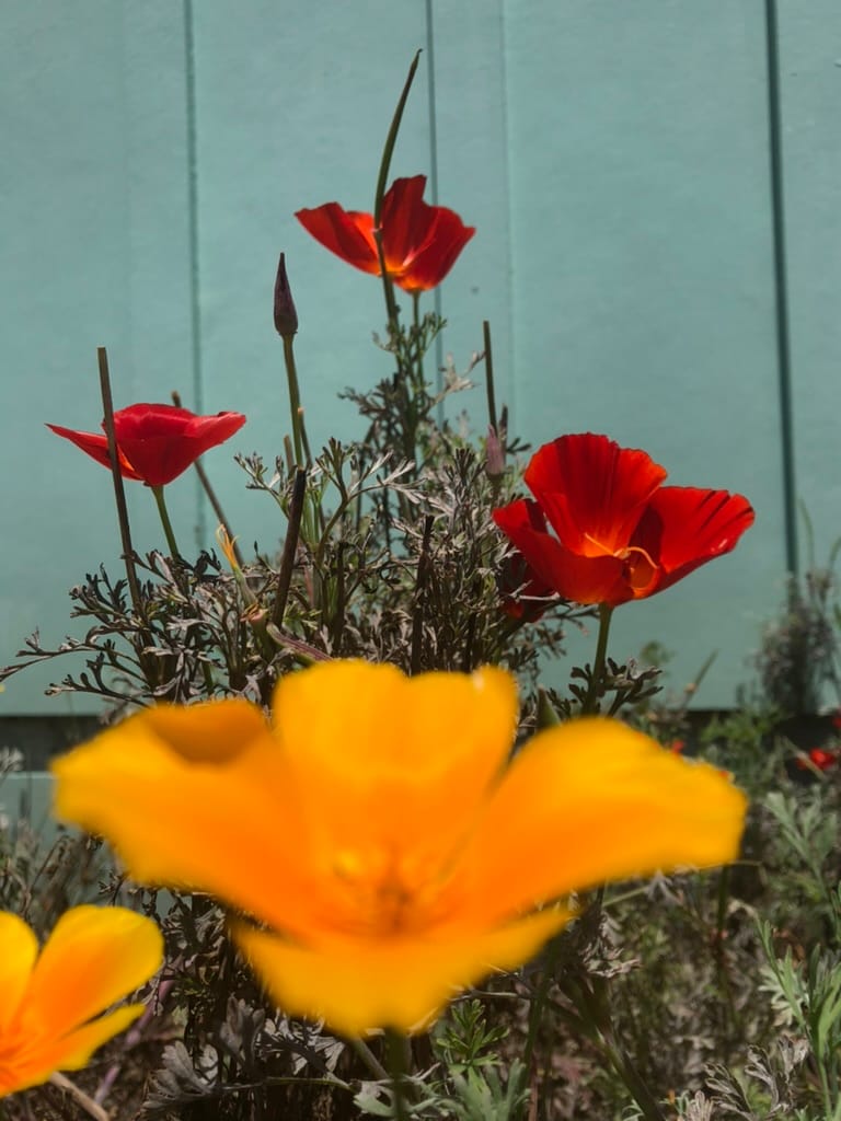 RFK Jr. is Tall Poppied.