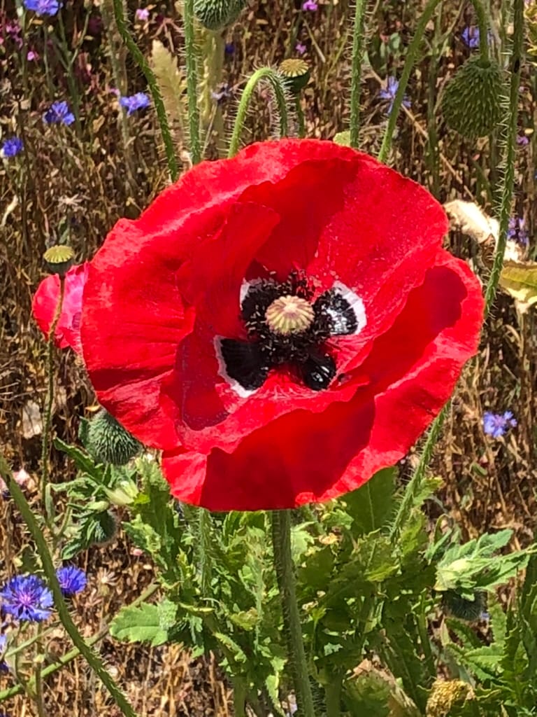 Caitlin Clark - WNBA Rookie of the Year - Tall Corn Poppy.