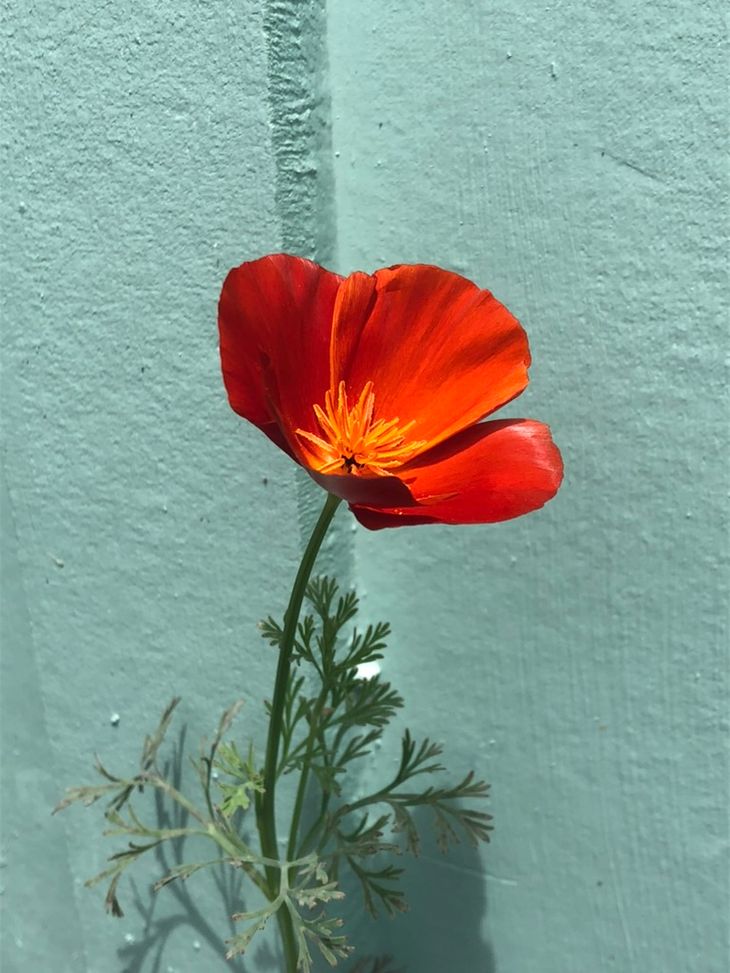 Musings on the Tall Poppy Syndrome in Medicine