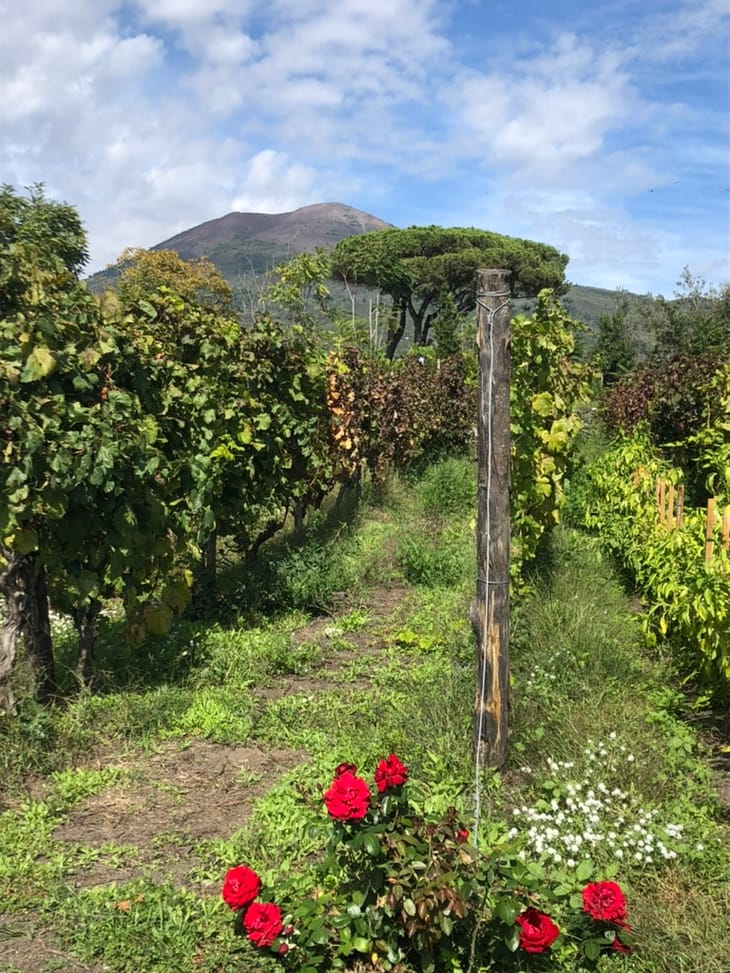 Is Caitlin Clark a Victim of the Tall Poppy Syndrome?